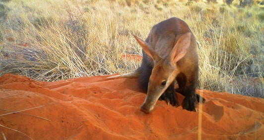Aardvark | Elusive species | Ecosystem engineer | Tswalu foundation