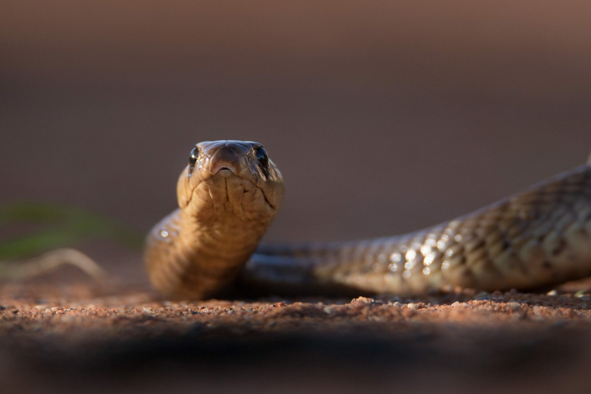 Cape Cobra | Thermal ecology | Tswalu Foundation