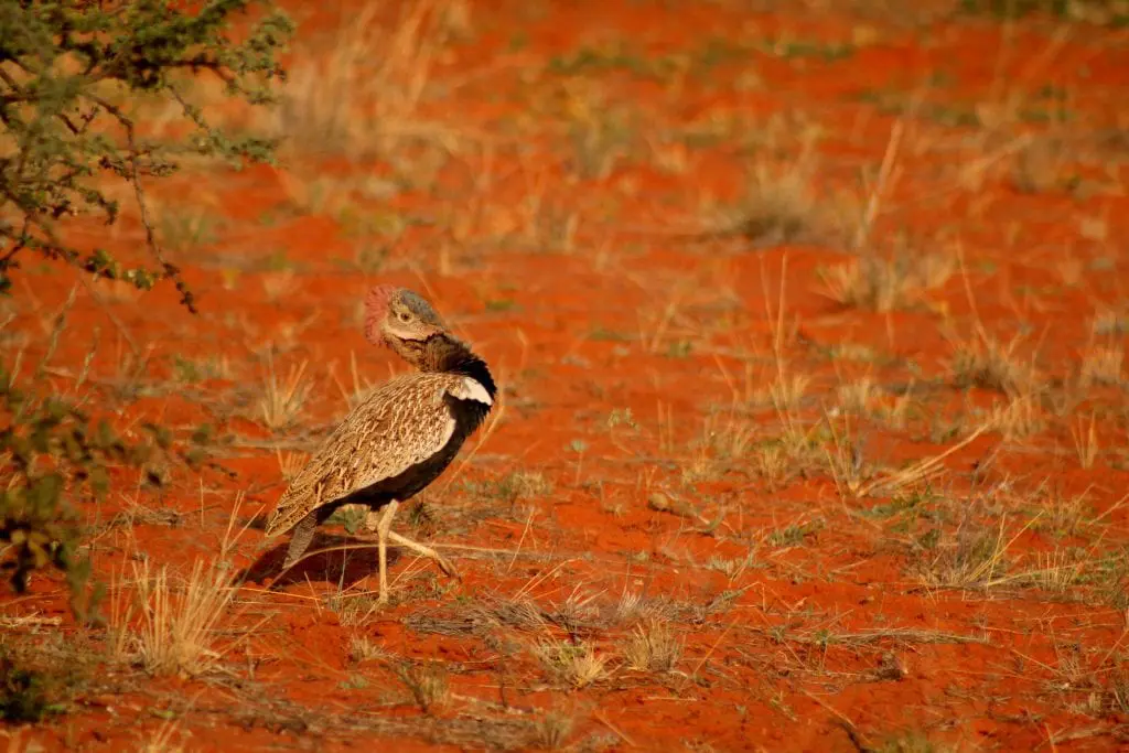 FIVE BIRDS TO TICK OFF AT TSWALU | Birding Safari | Tswalu Kalahari