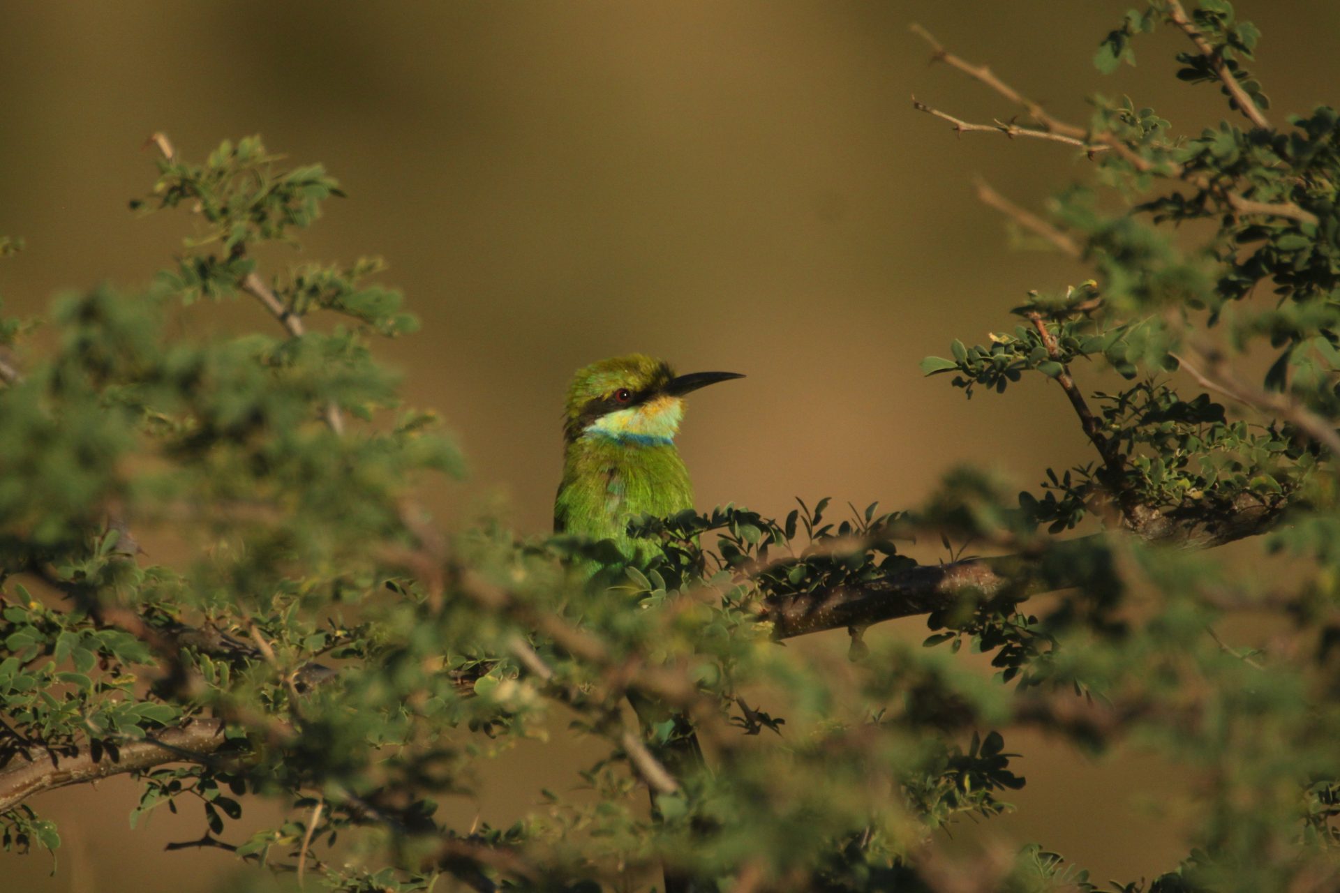 FIVE BIRDS TO TICK OFF AT TSWALU | Birding Safari | Tswalu Kalahari