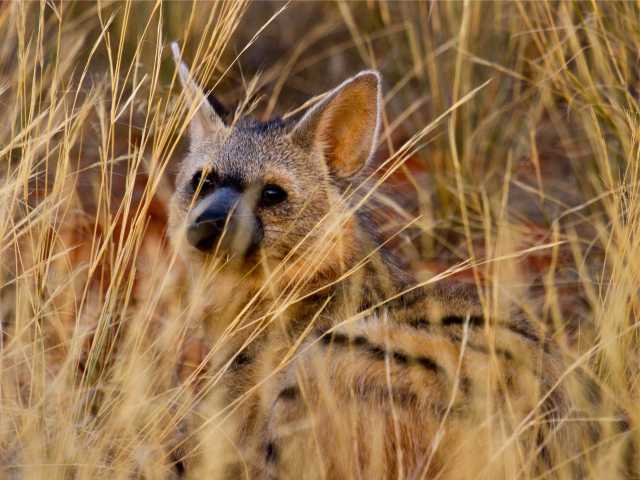 Elusive Wildlife Species | Tswalu Kalahari Reserve
