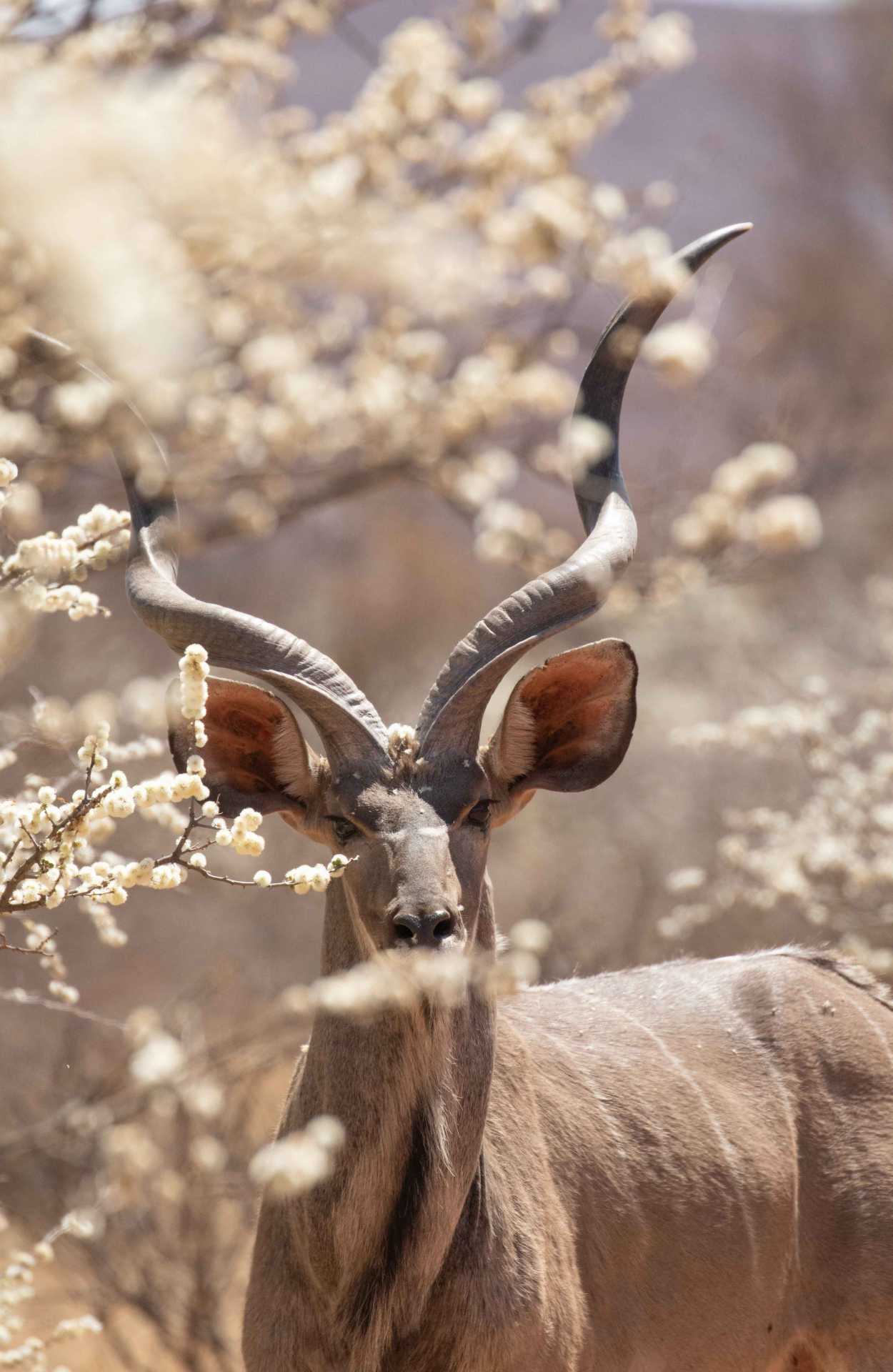 Floral profusion | Wildlife Journal Spring 2020 | Tswalu Kalahari