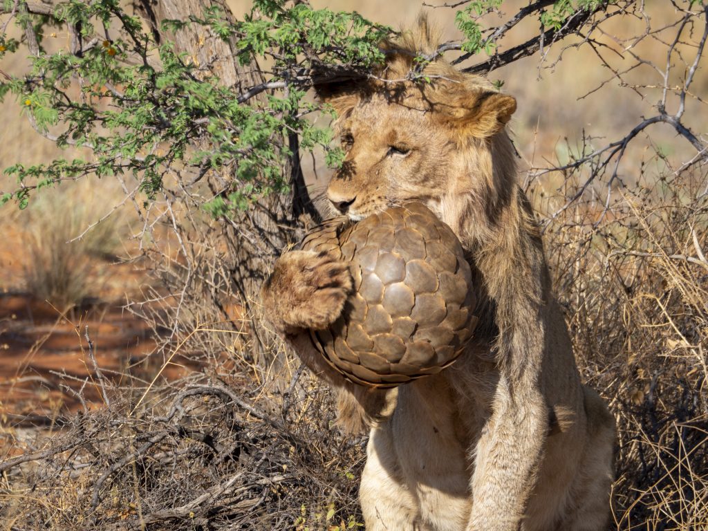 Private Wildlife Reserve | Luxury Safaris | Tswalu Kalahari