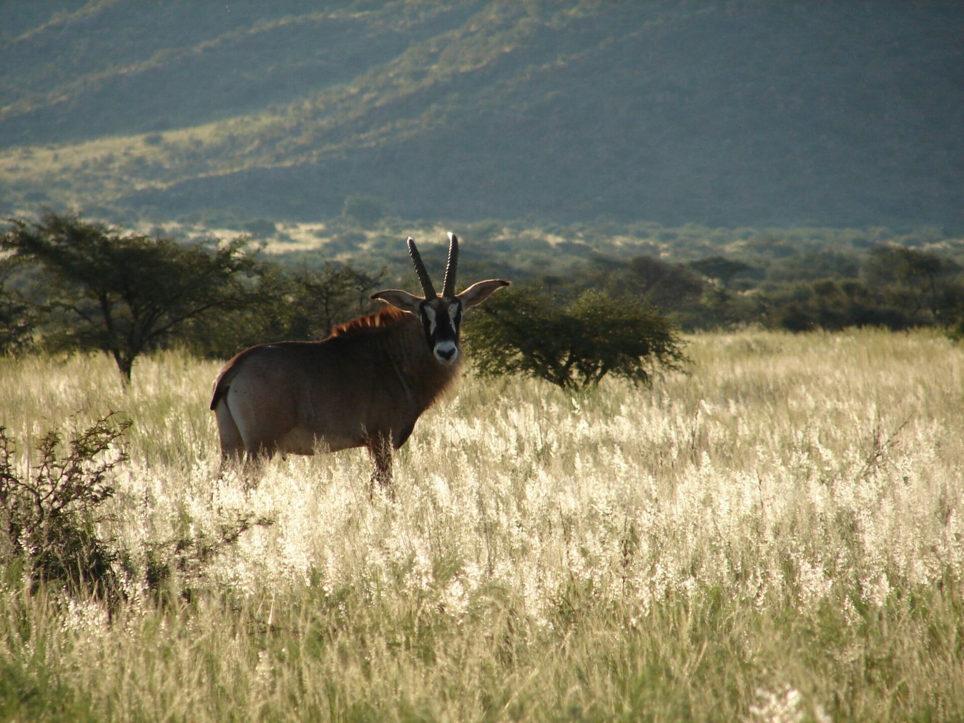 Discover the Green Kalahari | Travel │Tswalu Kalahari