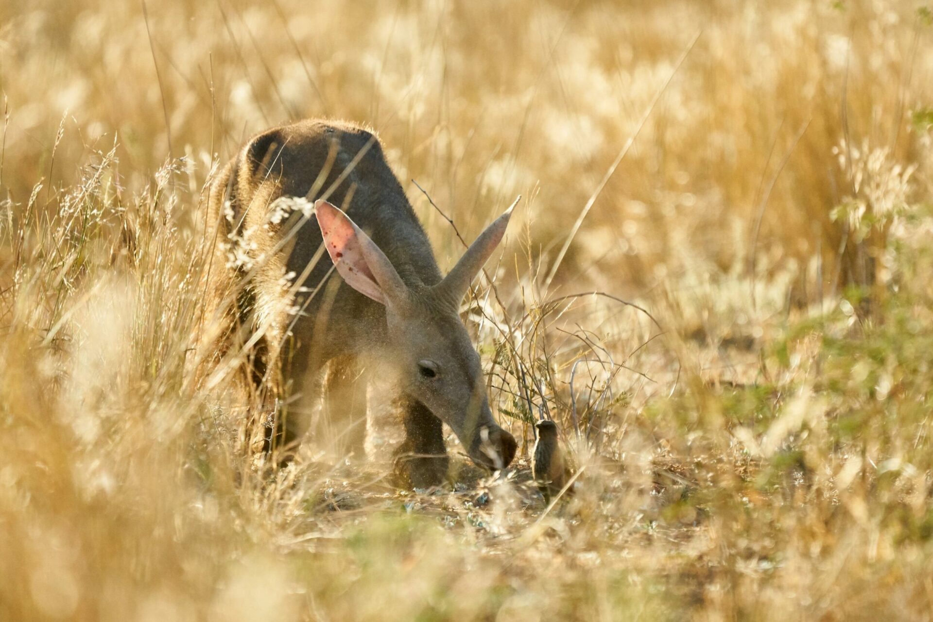 Iconic sightings from the southern Kalahari | Wildlife Video | Tswalu