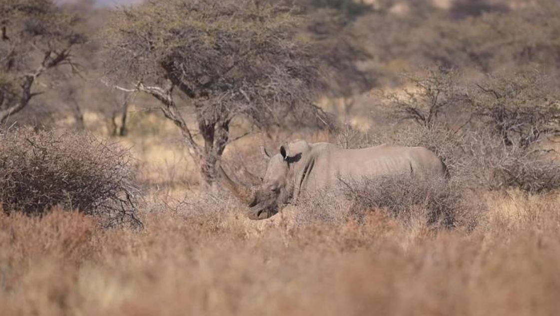 Importance of ear notching rhinos | Rhino Videos | Tswalu Kalahari