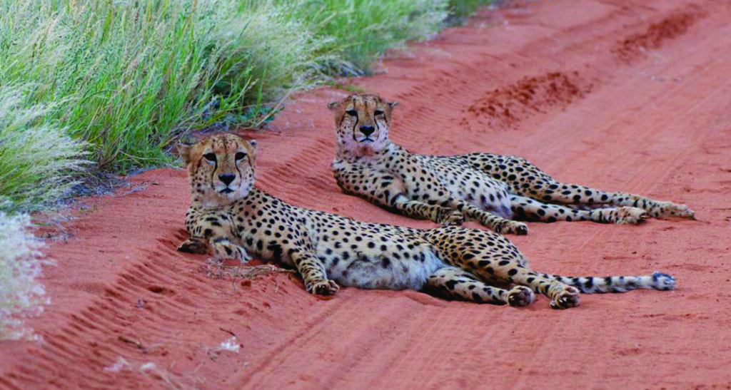 Safari in the southern Kalahari | Tswalu Kalahari Reserve