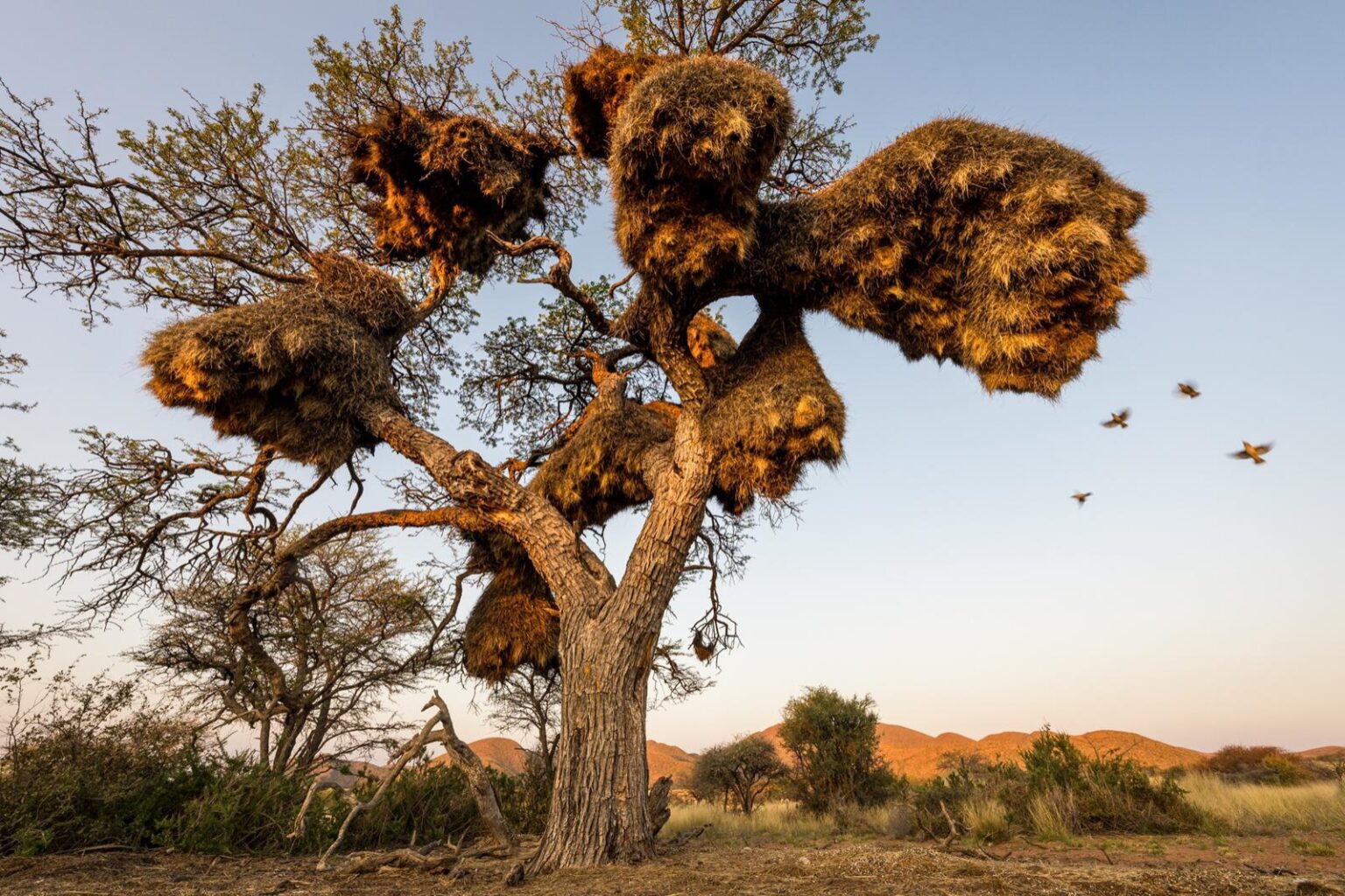 FIRST IMPACT STATEMENT | Tswalu