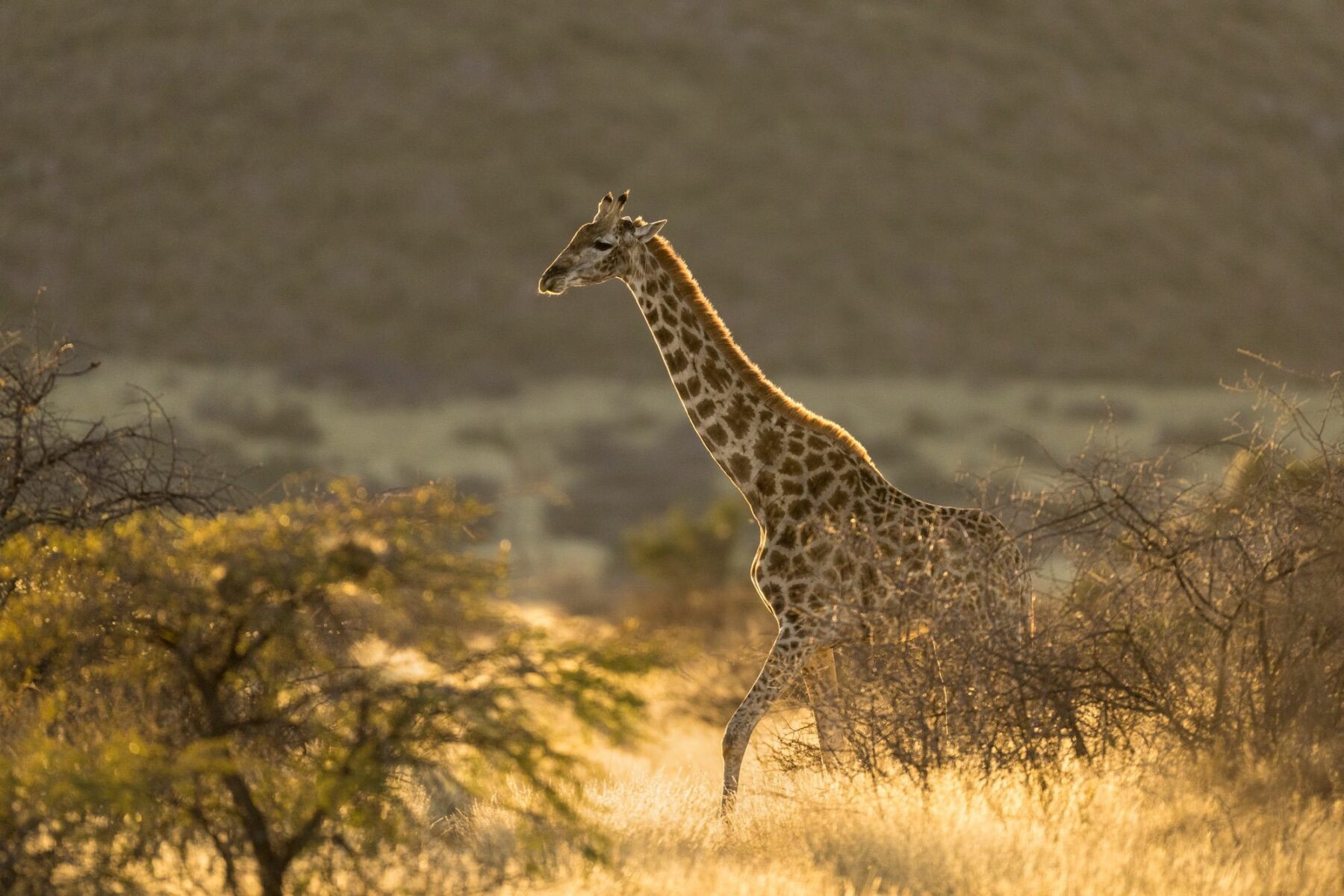 CELEBRATING TSWALU'S LIVING HERITAGE | Tswalu