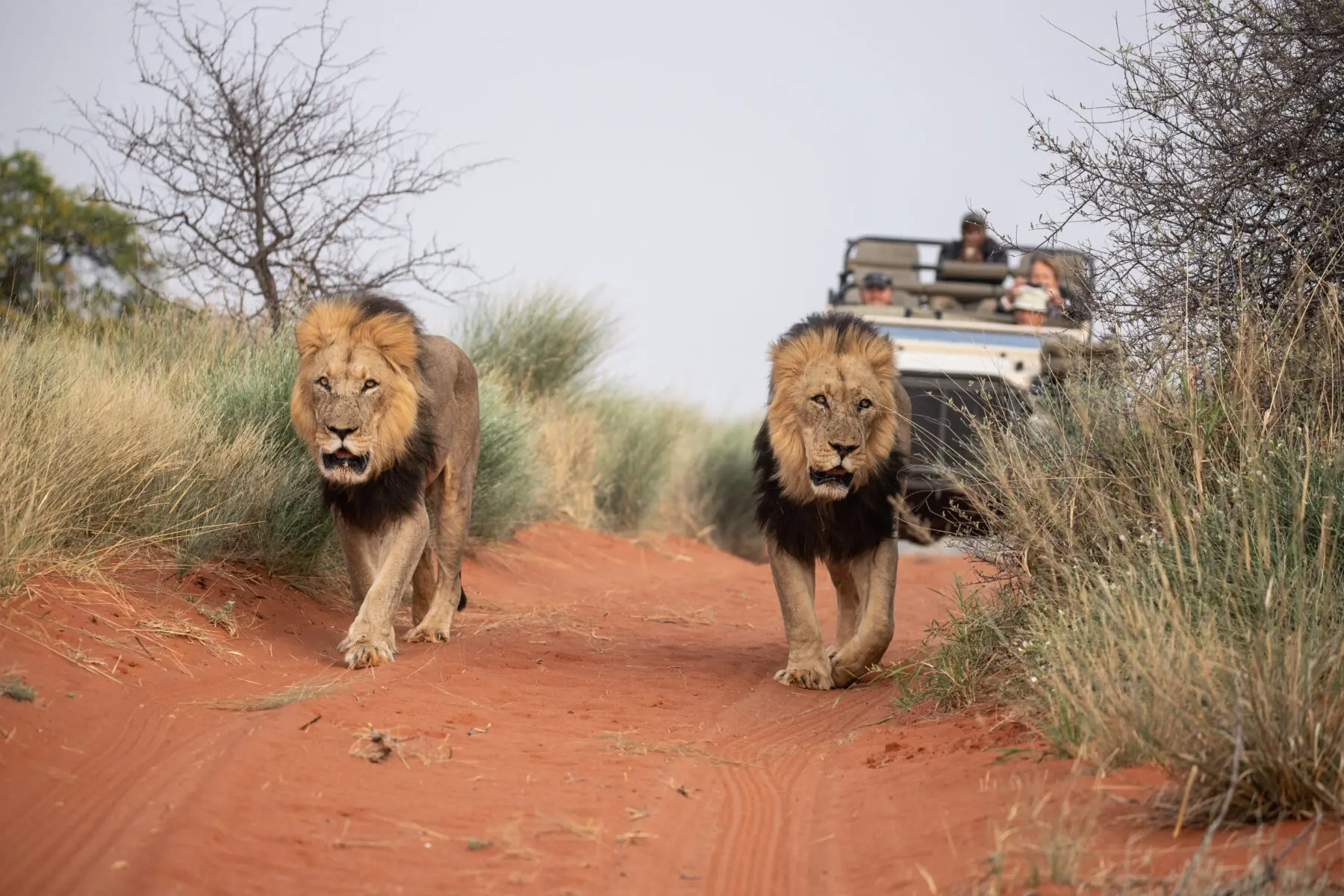 Wildlife Journal | Winter Safari Moments 2022 │Tswalu Kalahari