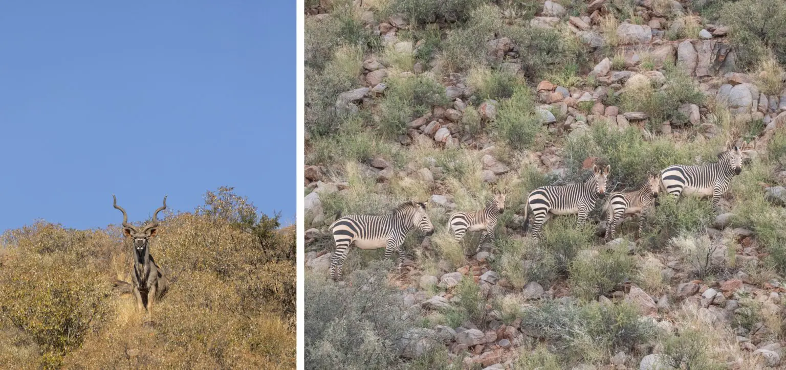 FINDING PETROGLYPHS ON BUSHMAN HILL | Tswalu
