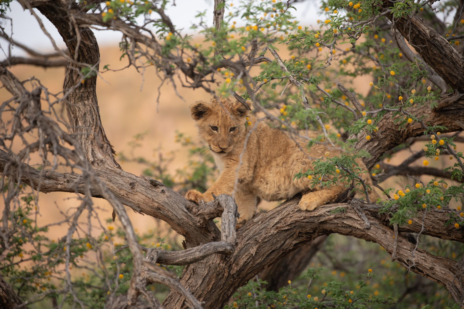 Finding lions in a camel thorn tree | Journal | Tswalu