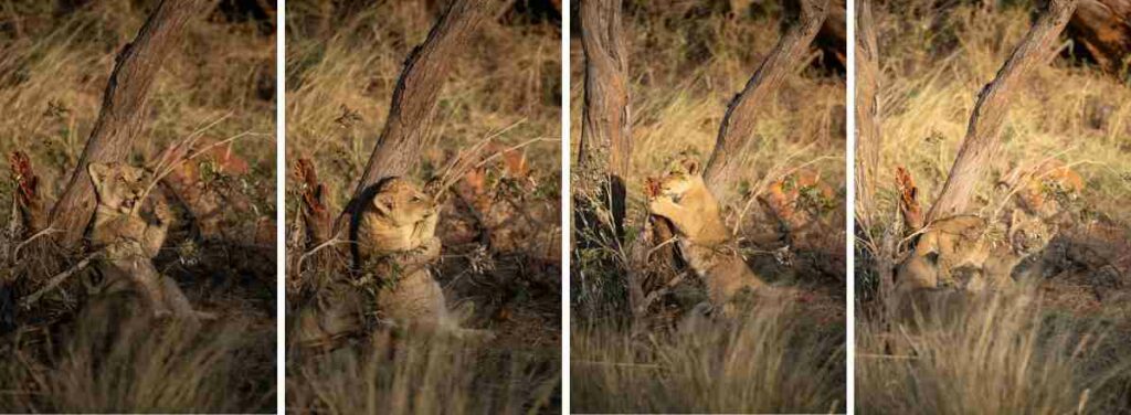 Finding lions in a camel thorn tree | Journal | Tswalu