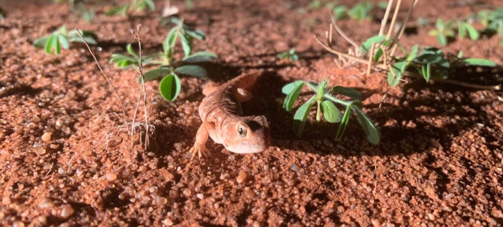 Kalahari animals and their burrows | Tswalu
