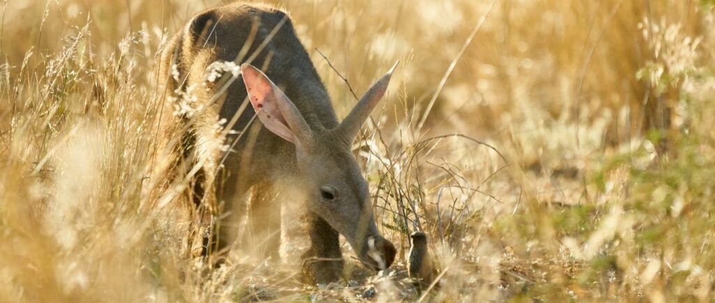 Use of Burrows as Temporary Dens | Tswalu