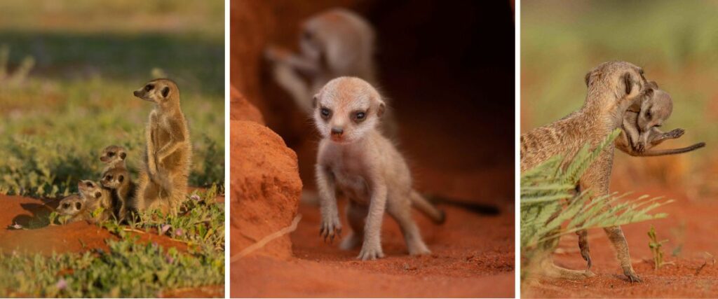 Use of Burrows as Temporary Dens | Tswalu