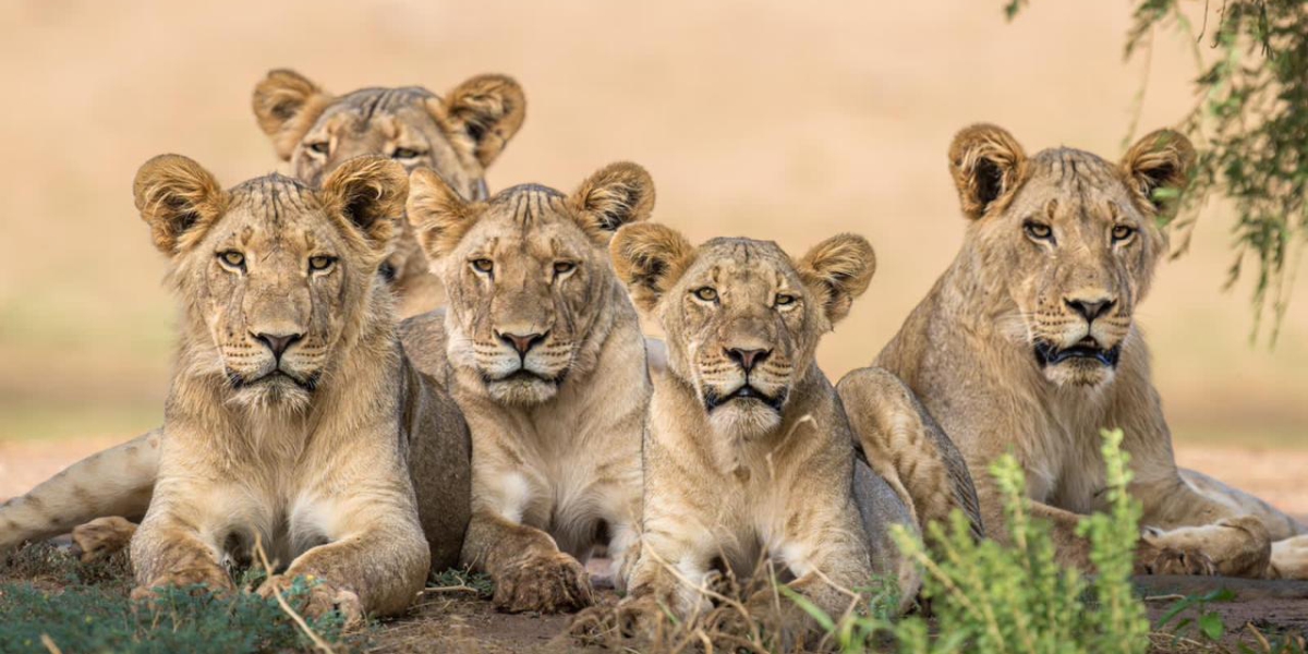 Contact and Enquire on Reservation | Tswalu Kalahari