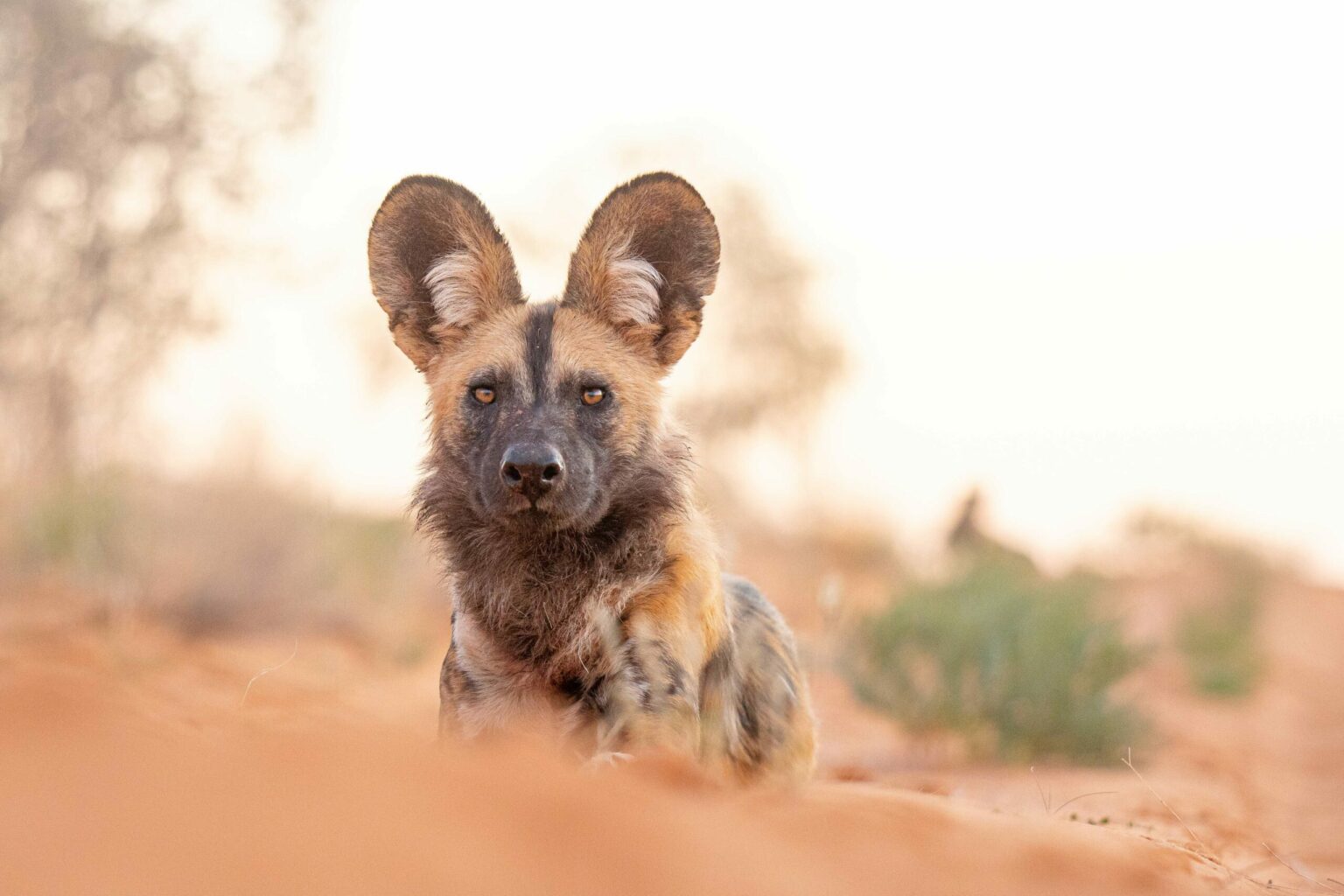 Wild Dog Conservation | Tswalu Kalahari Reserve