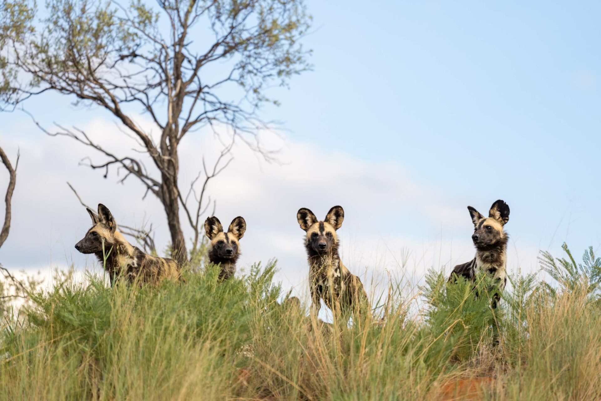 Wild Dog Conservation | Tswalu Kalahari Reserve
