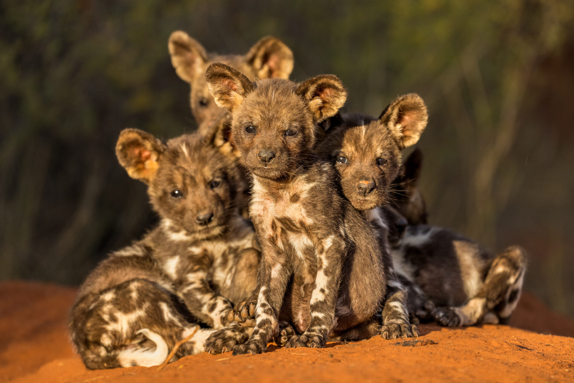 African wild dog conservation | Tswalu