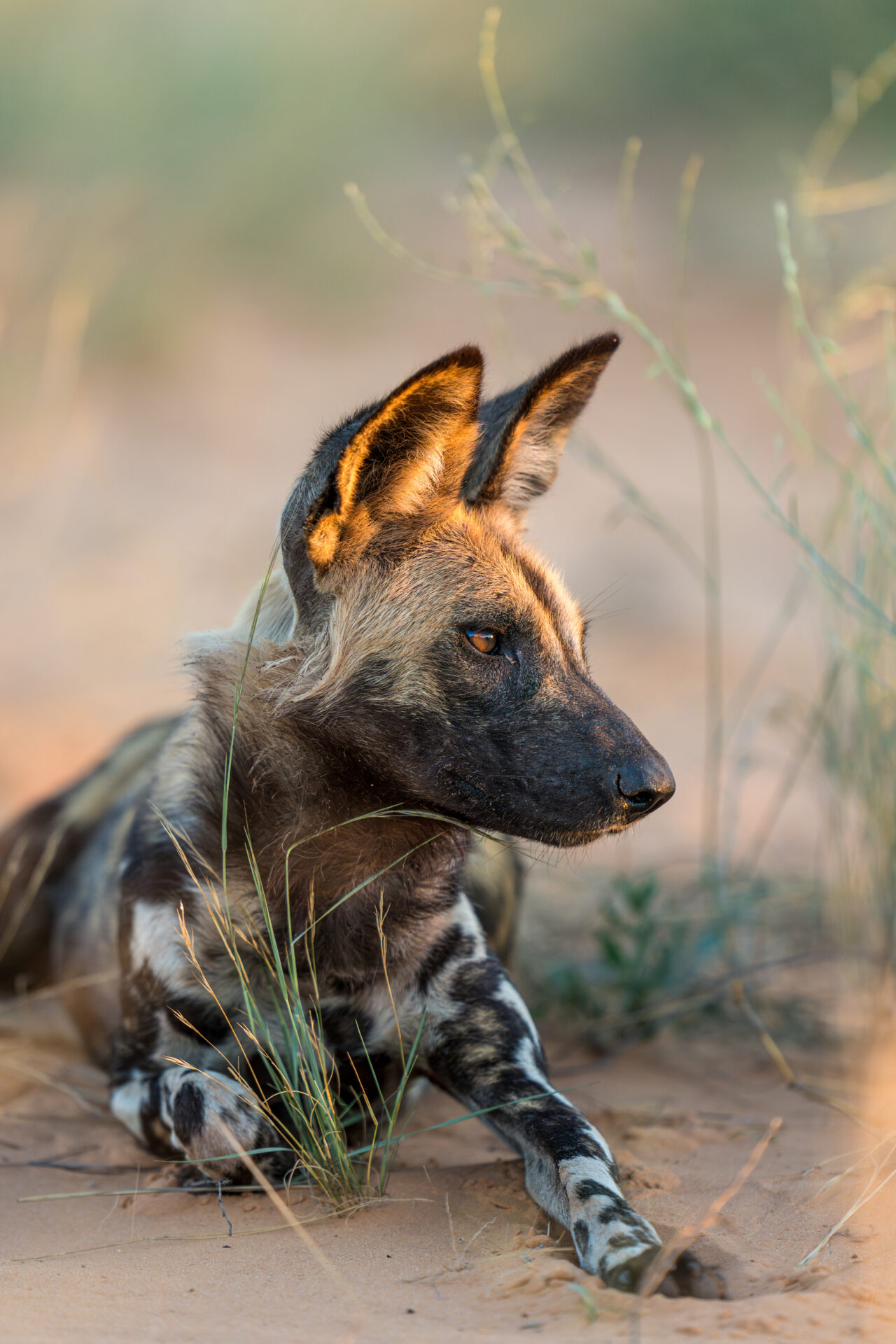 African wild dog conservation | Tswalu